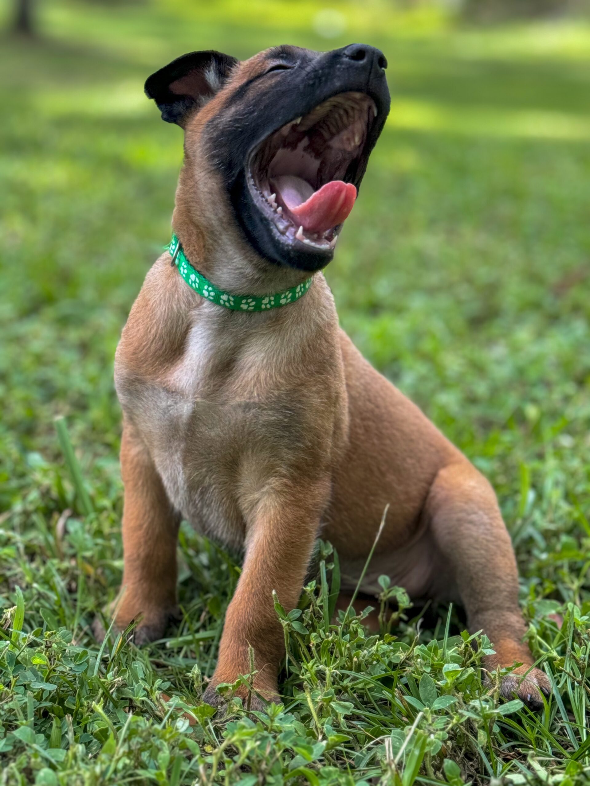 BELGIAN MALINOIS PUPPIES FOR SALE FLORIDA – Belgian Malinois Breeders ...